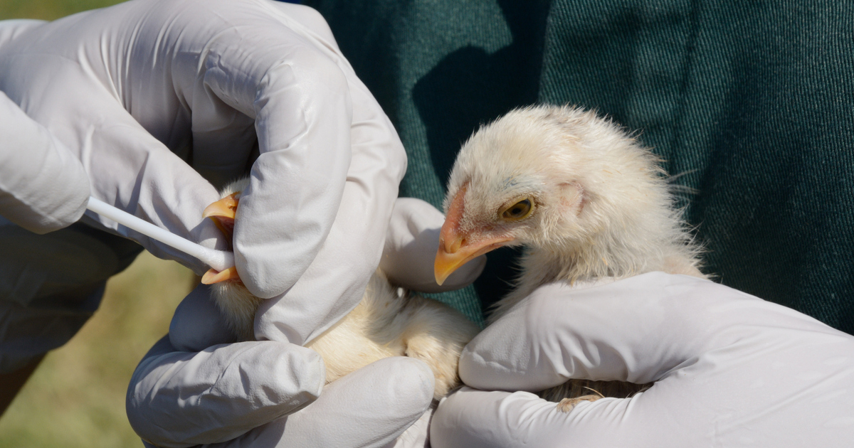 RACGP - Bird flu threat a ‘test of how our response systems work’