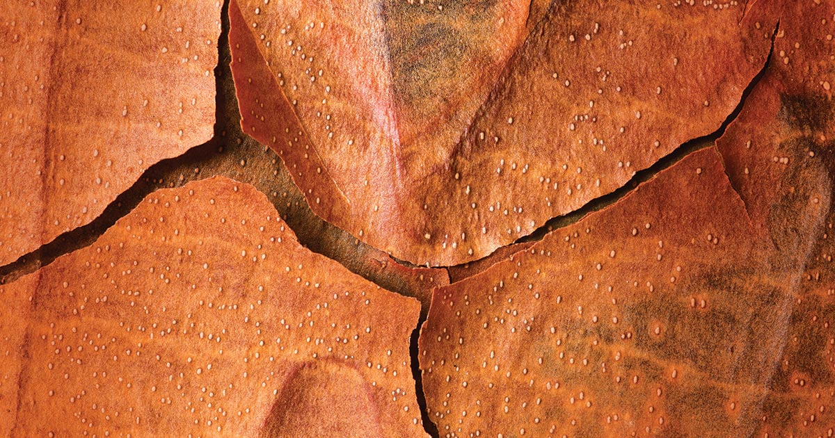 RACGP - AJGP (Australian Journal of General Practice)