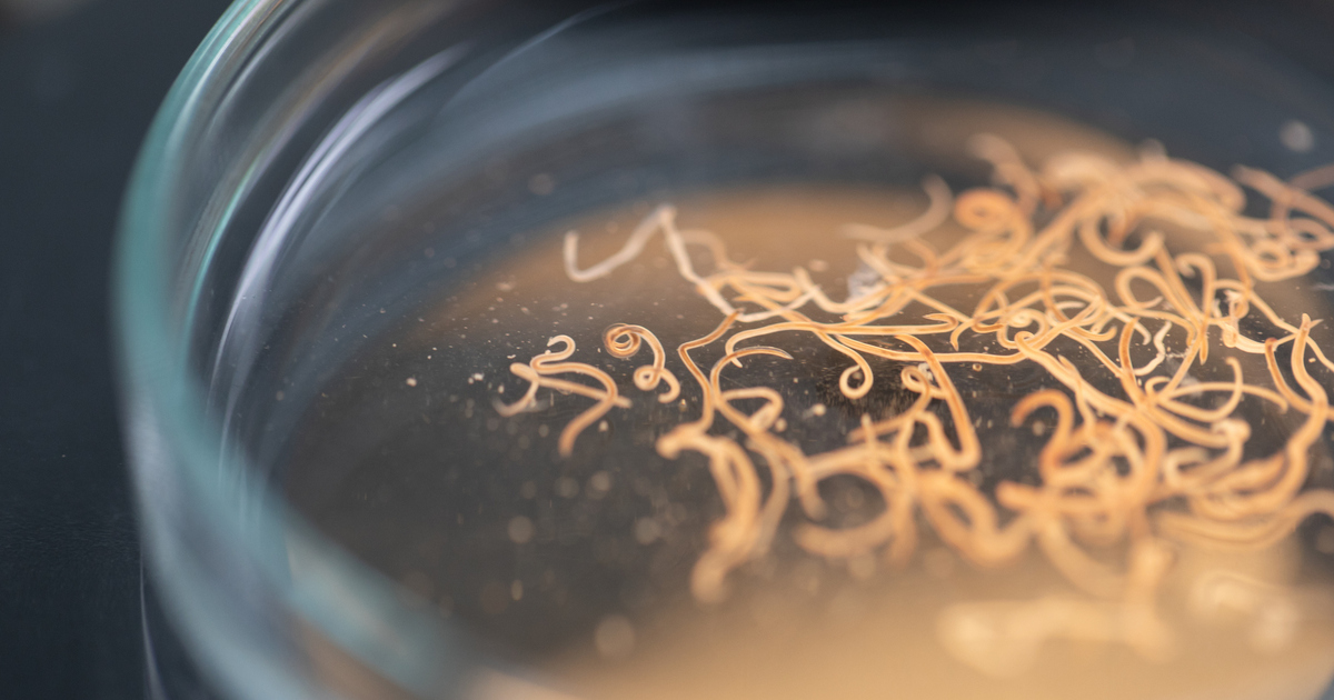 RACGP - Diabetes study successfully uses hookworm to combat disease