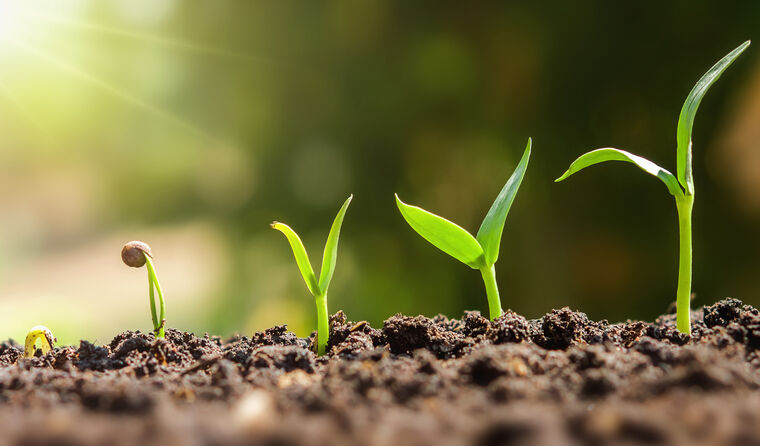 RACGP - How RACGP Foundation seed funding blossomed into MRFF grant