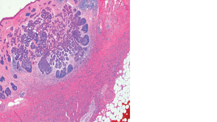 RACGP - AJGP (Australian Journal of General Practice)