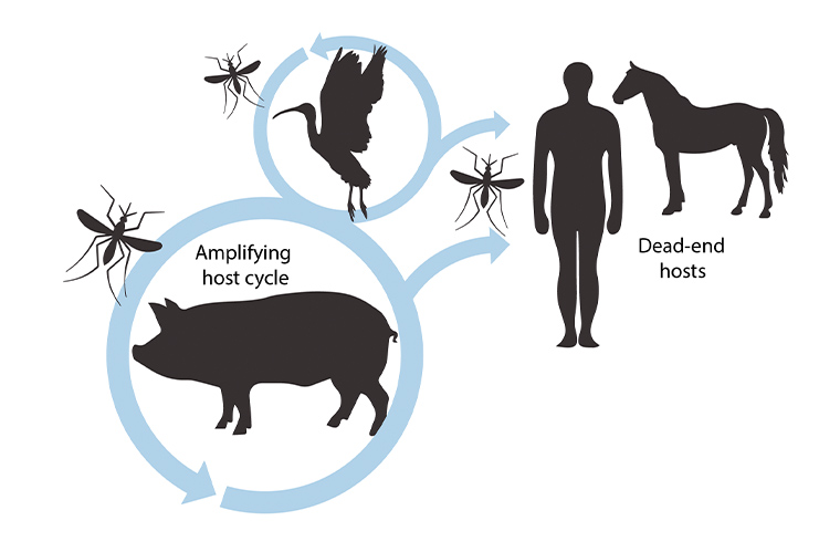 RACGP - AJGP (Australian Journal of General Practice)