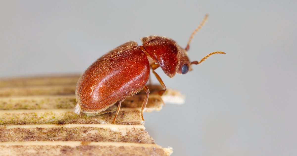 RACGP - Live insect find prompts supplement recall