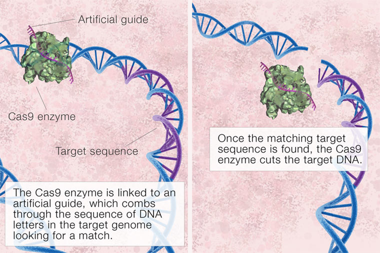 RACGP - What is CRISPR gene editing – and how does it work?